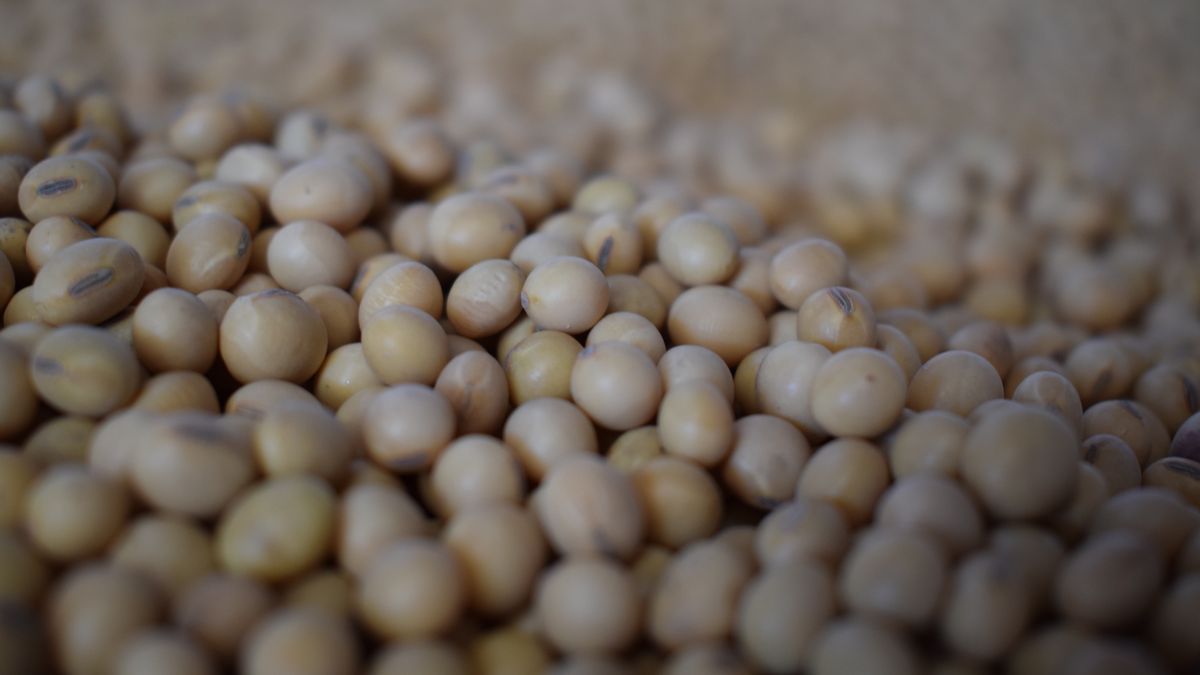 Mercado de granos: la soja uruguaya tuvo en agosto la mayor suba del año