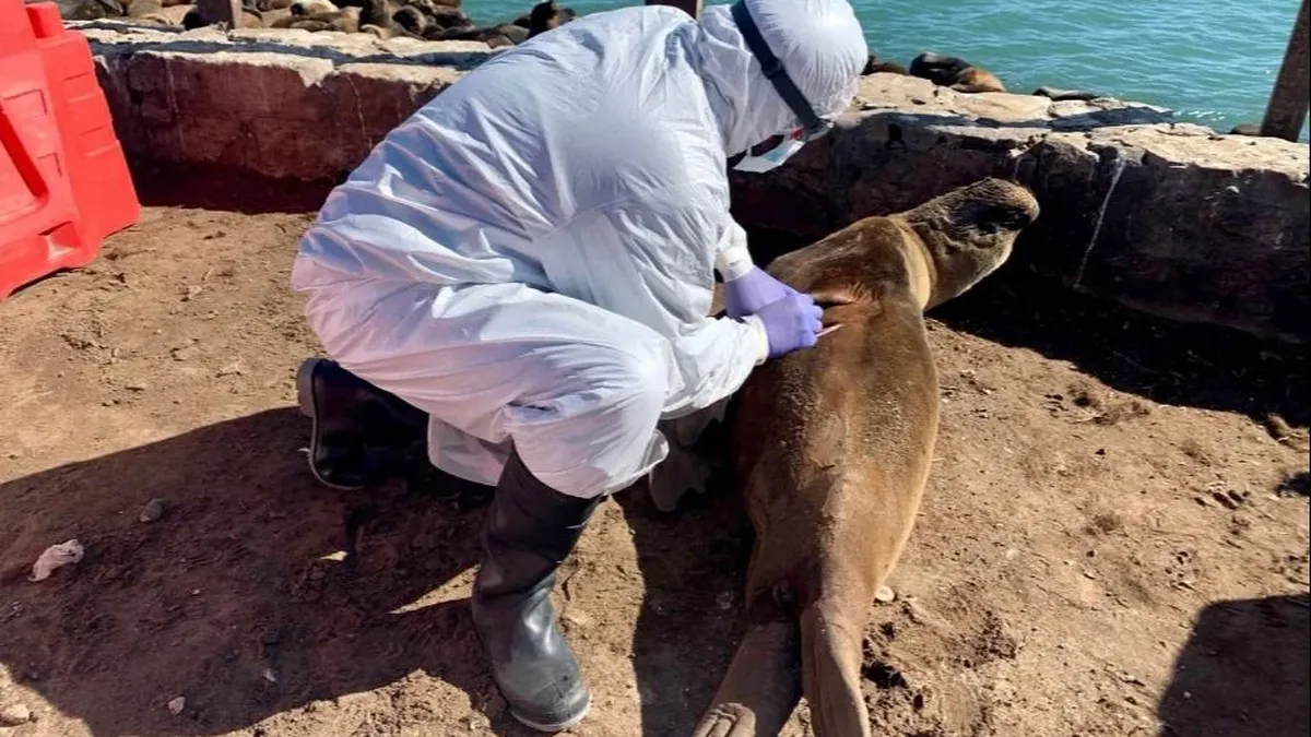 Confirmaron que los lobos marinos que aparecieron muertos en el sur de ...