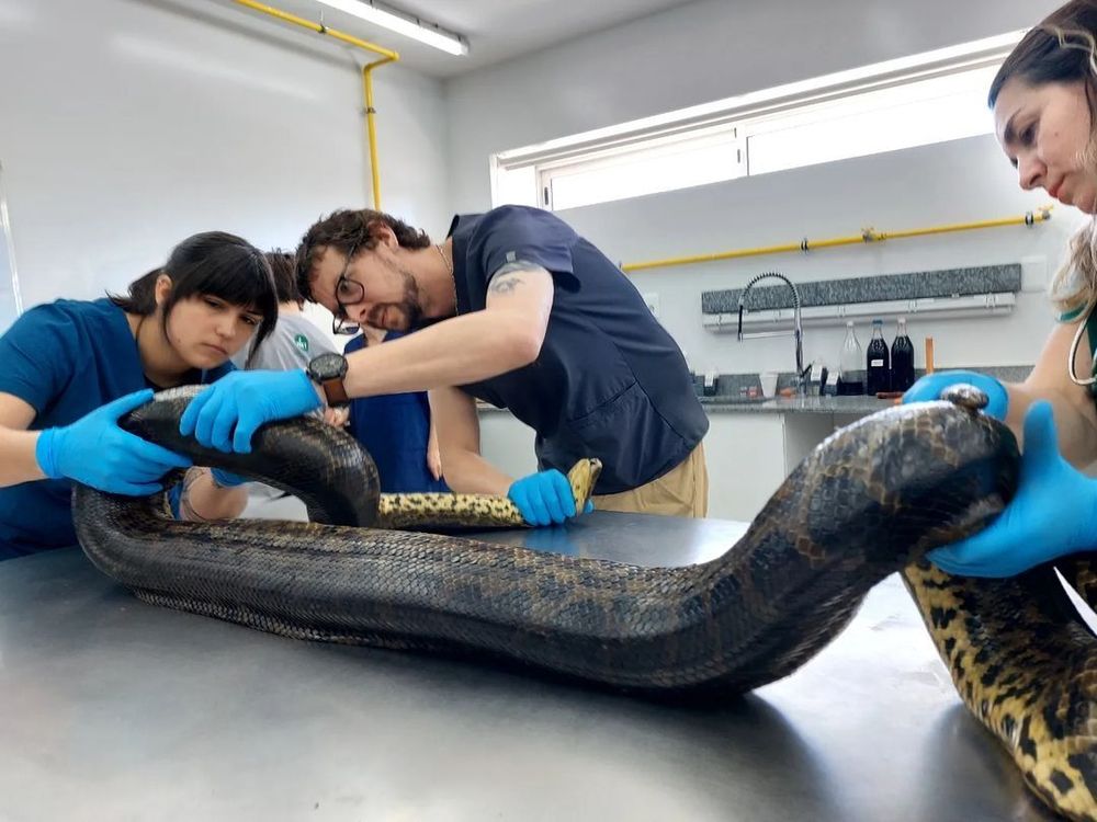 La anaconda capturada en Nueva Palmira está preñada y pesa 20 kilos ...
