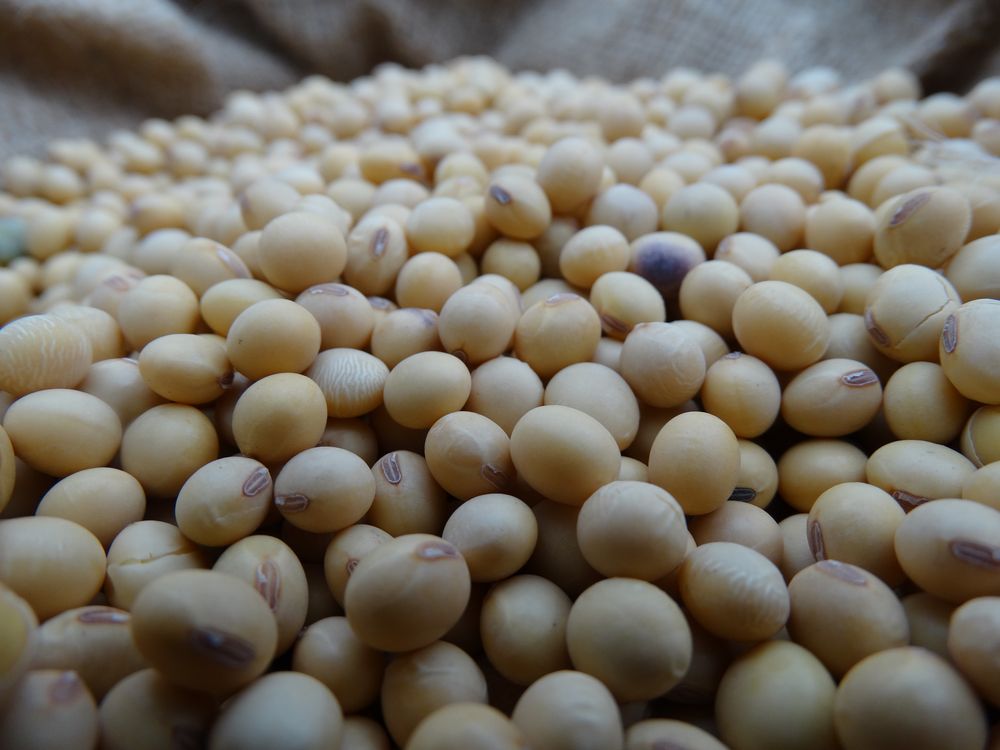 Campaña de soja confirmó el fortalecimiento del cultivo en Uruguay ...