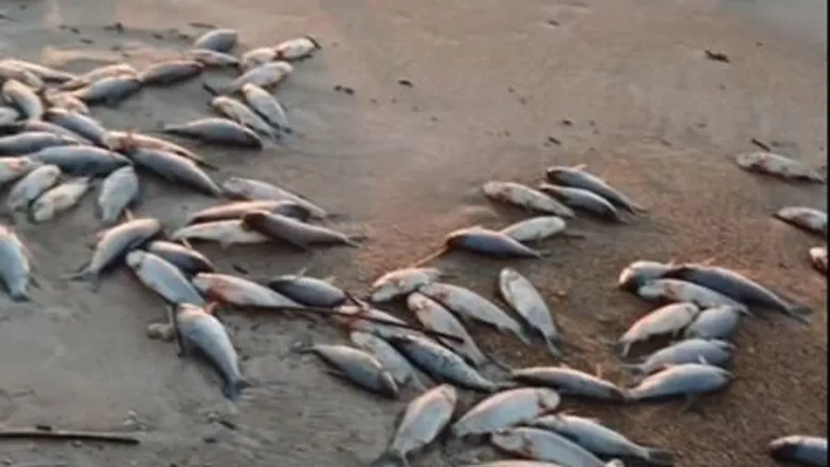 Aparecieron cientos de peces muertos en Playa Pocitos: a qué se debe