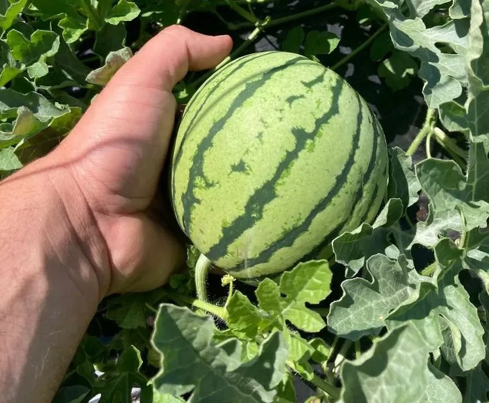 Novedad en los puestos de la UAM: arribaron las primeras sandías Baby