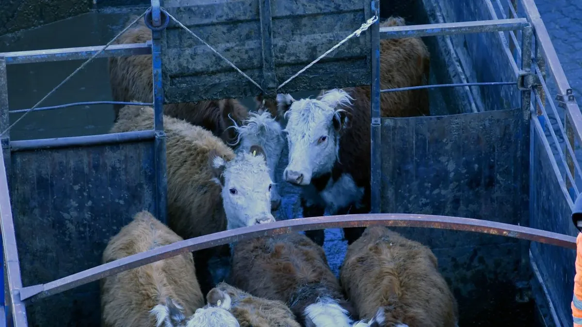 Por qué los novillos y las vacas tienen casi el mismo precio