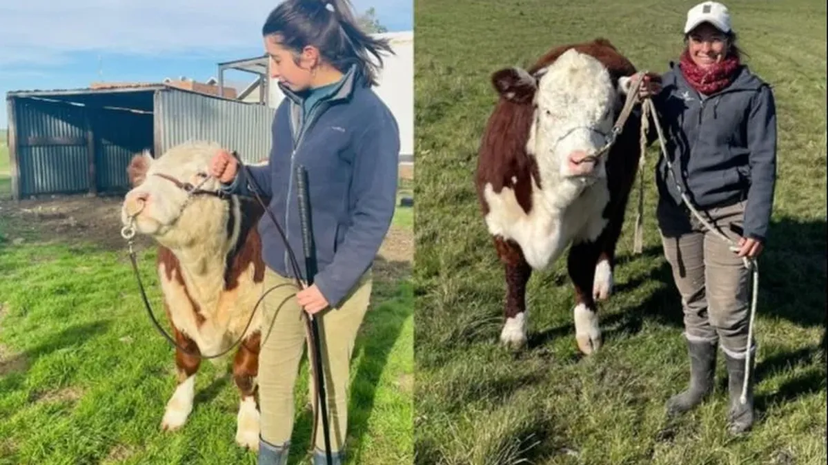 Estudiantes superaron el incendio del campo de UTU y llevarán vacunos ...