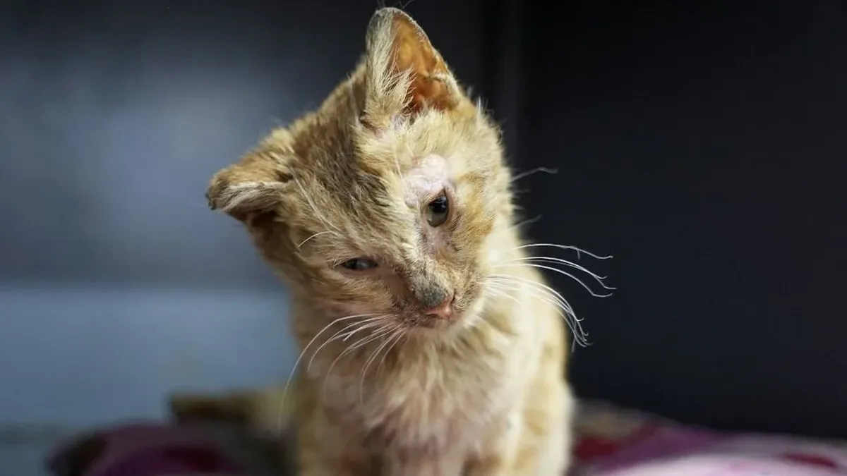 Revelan que el Reino Unido barajó sacrificar gatos a inicios de la ...