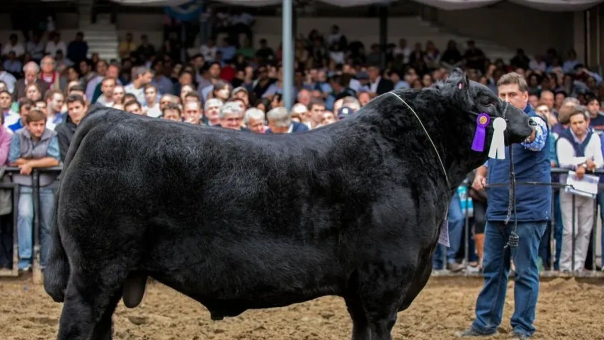 Jurado estadounidense dijo que Palermo fue la mejor muestra Angus que ...