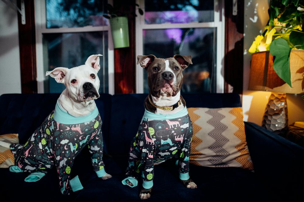 Perro inquieto: ¿por qué mi mascota no deja de deambular por la noche?