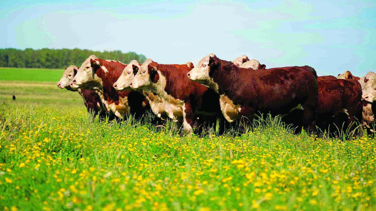 Uruguay, el lugar del planeta para poner la ganadería: en un video del INAC opinan expertos de ...