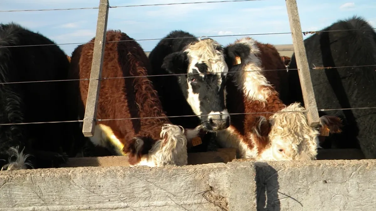 El precio del novillo llega a los US$ 3,60