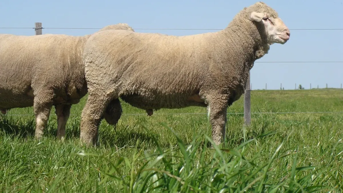 MegaAgro rematará Merino Dohne en la Expo Durazno