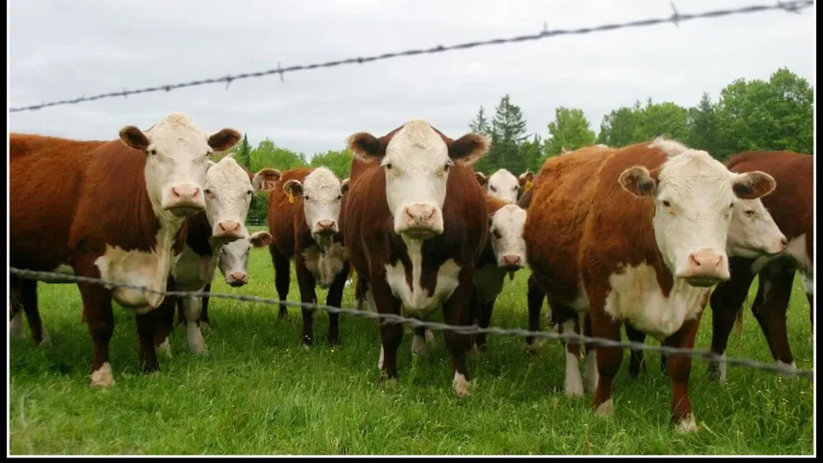 El rodeo vacuno creció 2% en Estados Unidos