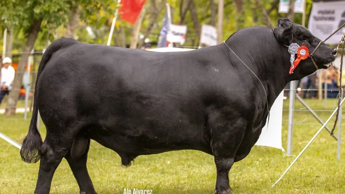 Toros Angus se vendieron por internet con un máximo de US$ 3.600