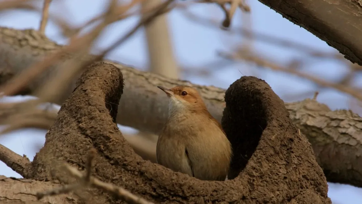 Por qué científicos uruguayos filman las 24 horas a una pareja de horneros