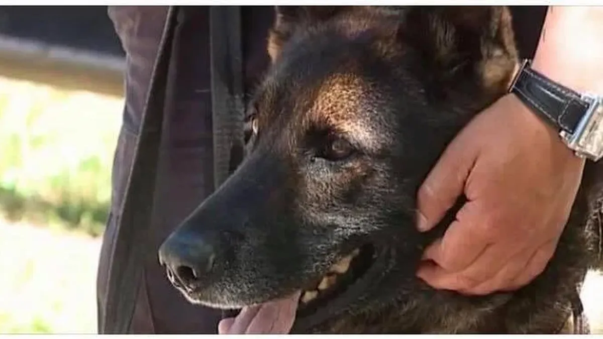 ¿Quién es Duque, el perro que se salvó de la garrafa de 13 kilos?