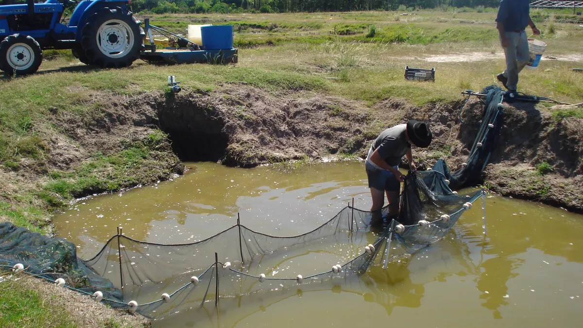 Primeras cosechas de bagre negro en predios agropecuarios