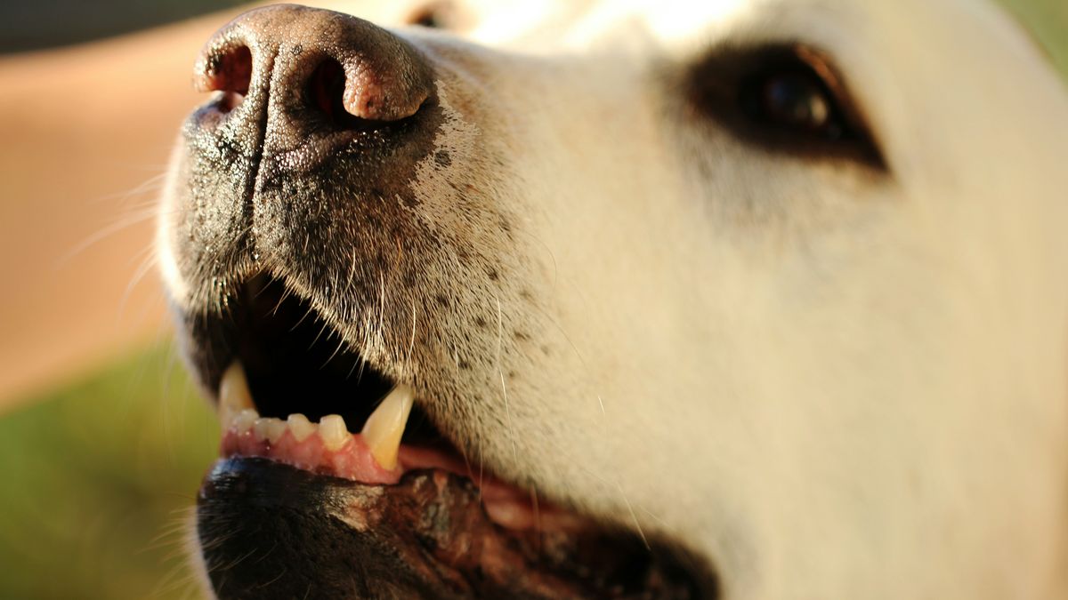 Los perros tienen en su boca esta rara bacteria que podría ser mortal ...