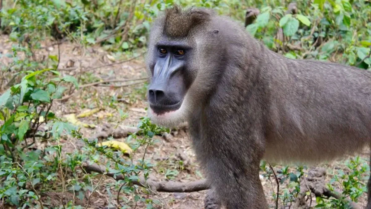 Salvar uno de los monos más llamativos y raros de África