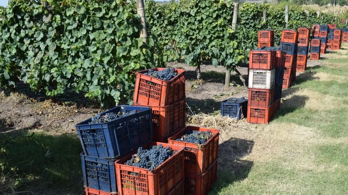 Inavi sugirió al Ejecutivo que fije el precio de la uva variedad Merlot ...