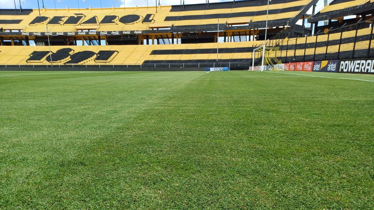 Así luce el césped del Estadio Campeón del Siglo hoy, y ya casi se ...