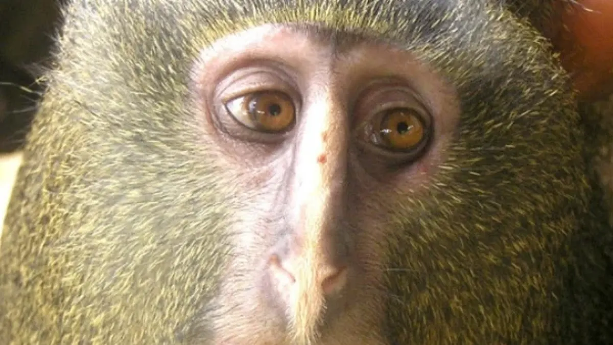 Lesula, el nuevo integrate de la familia de los primates