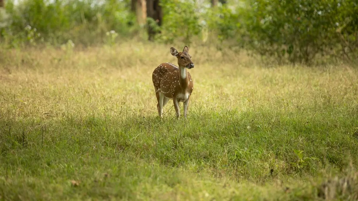 Caza en Turismo: qué animales se pueden cazar en Uruguay y qué tan cara puede ser la multa si no ...