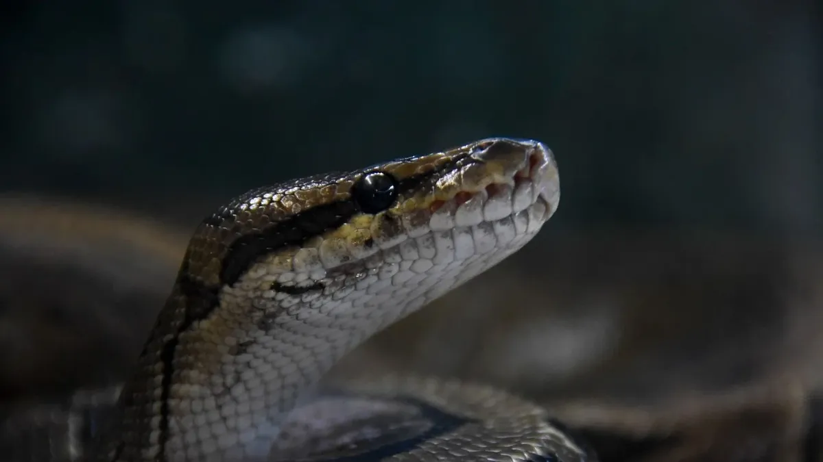 Rock y serpientes: la historia de la familia detrás de Alternatus