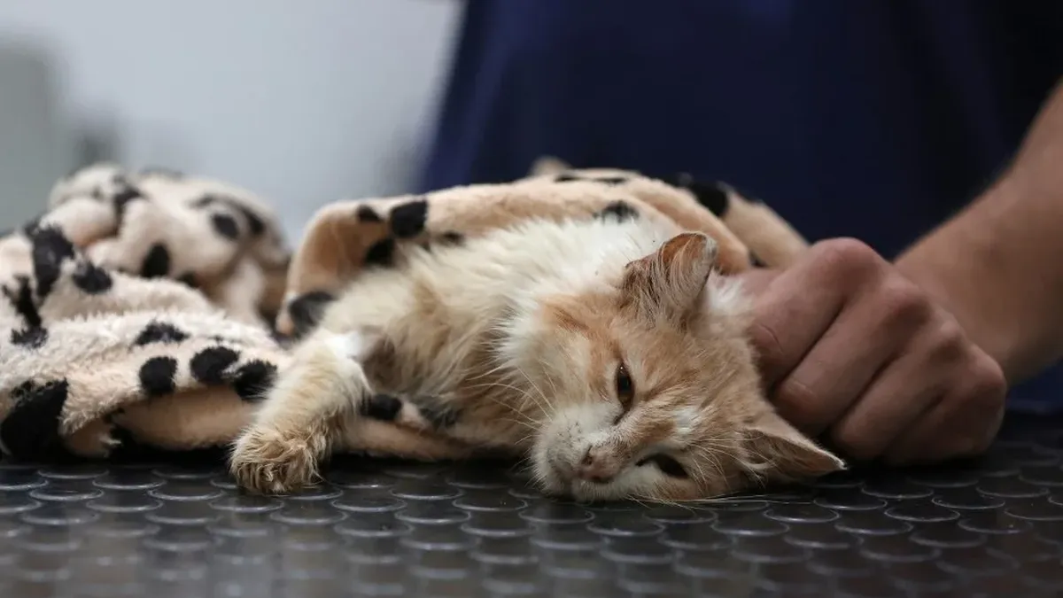 Una mutación del coronavirus está causando estragos en la población de ...