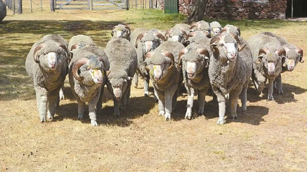 Los Merino Australiano de El Arazá y Petra