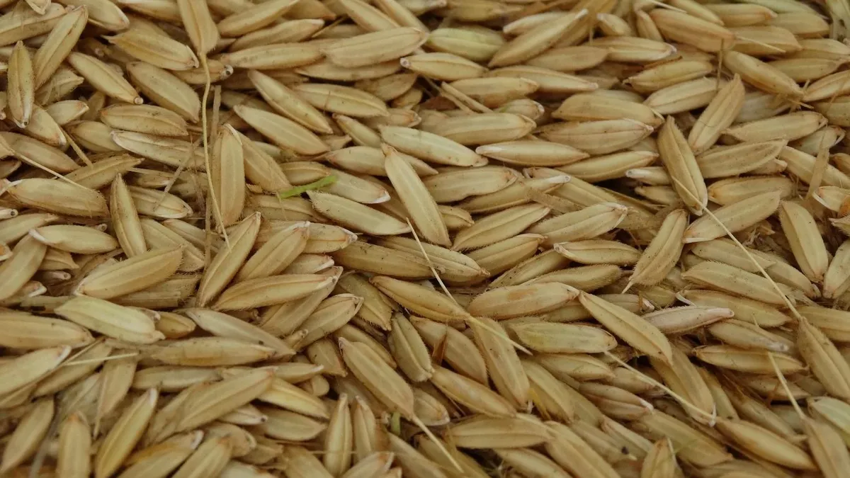 Los granos con precios más firmes esta semana: cebada forrajera y arroz