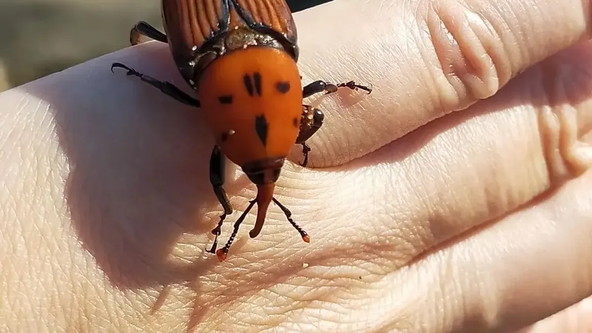 Picudo rojo: la teoría que tiene una figura de Canal 4 sobre cómo entró ...