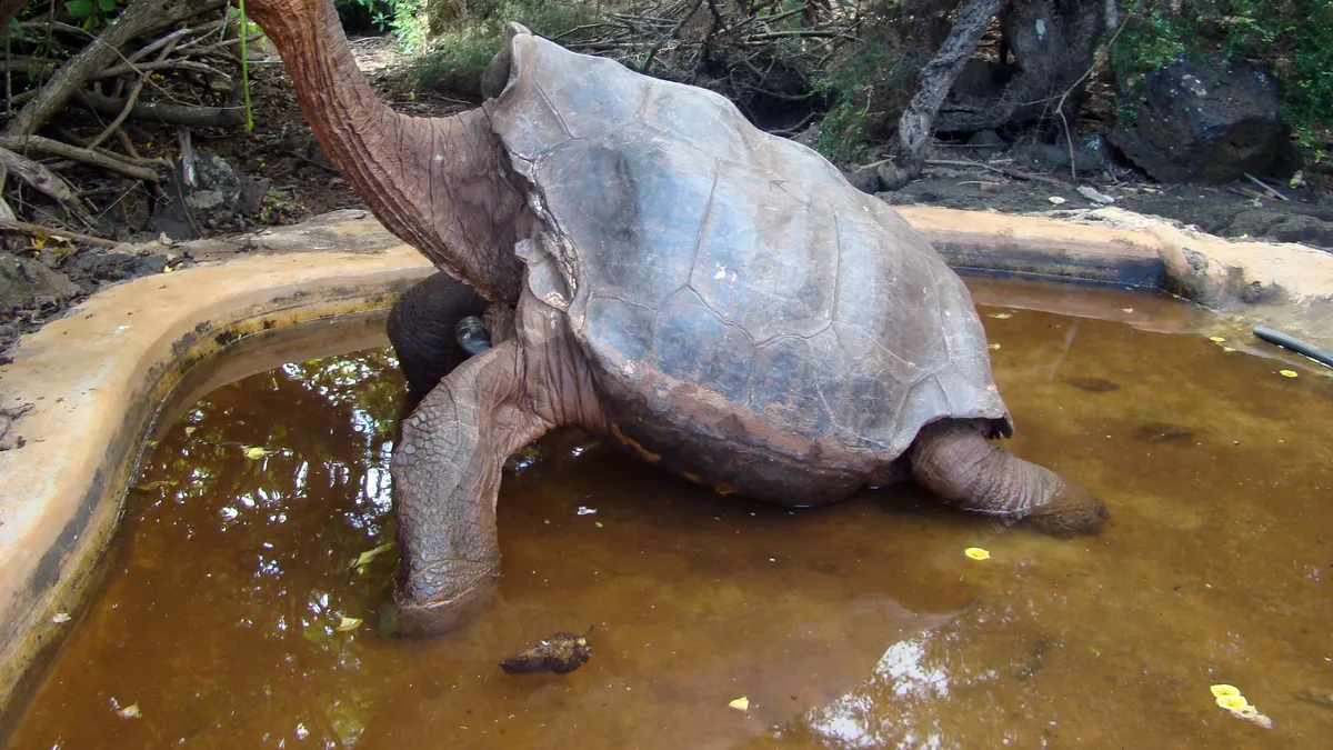 El heredero de Solitario George