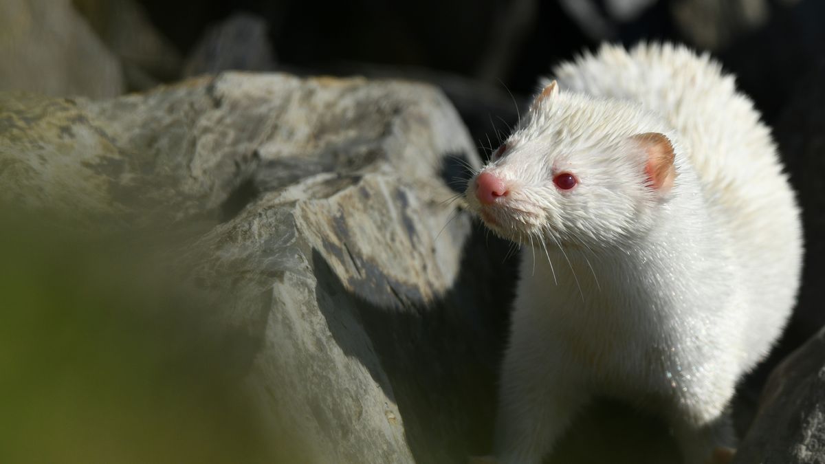 Animales albinos: cuál es el motivo real detrás del color rojo en los ...