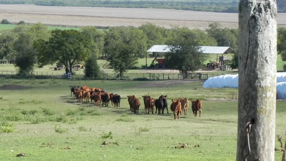 Ida y vuelta en los campos de Uruguay: ganadería competitiva ante un ...