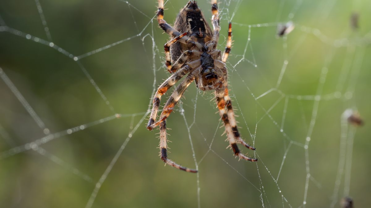 Descubre las 7 arañas más venenosas de España y cómo identificarlas