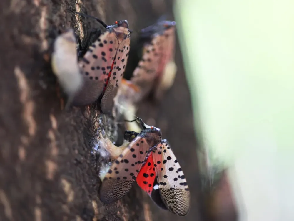 La Lycorma delicatula, un insecto invasor que causa estragos en los ...