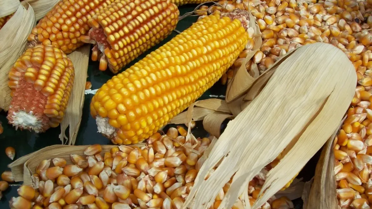 Cosecha de maíz en EEUU elevará producción global