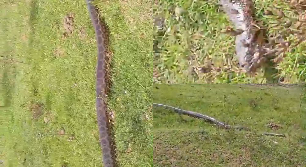 ¿Hay anacondas en Uruguay? Alternatus compartió imágenes de un ejemplar ...