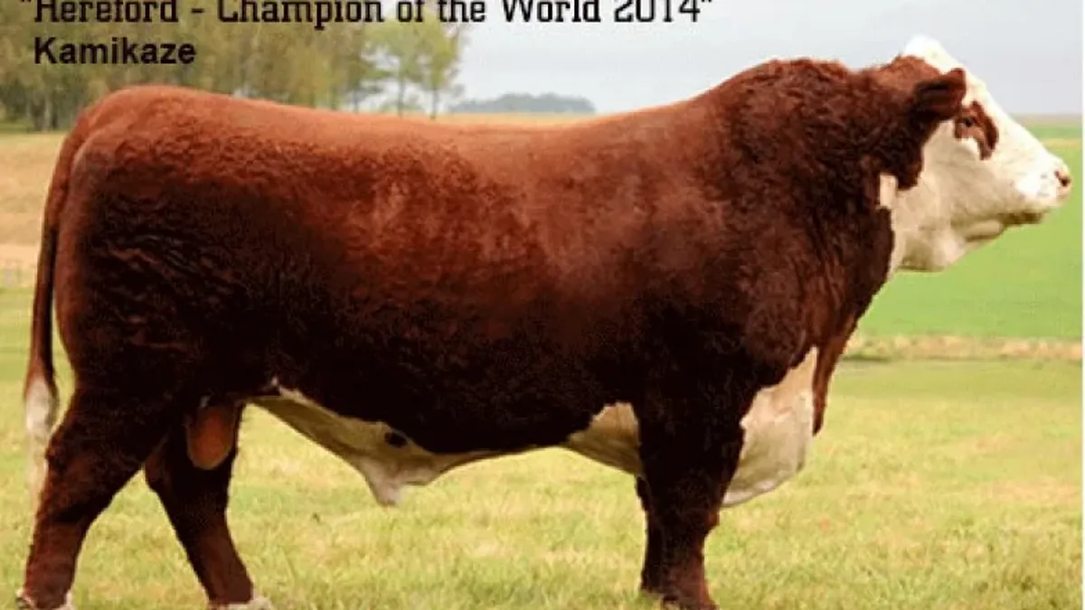 Un toro criado en Las Anitas valorado en US$ 110 mil