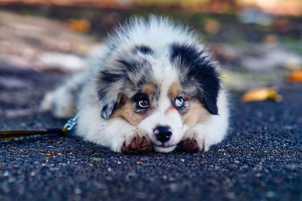 ¿Qué es el gen merlé y cómo puede afectar a los perros?, descubre cómo ...