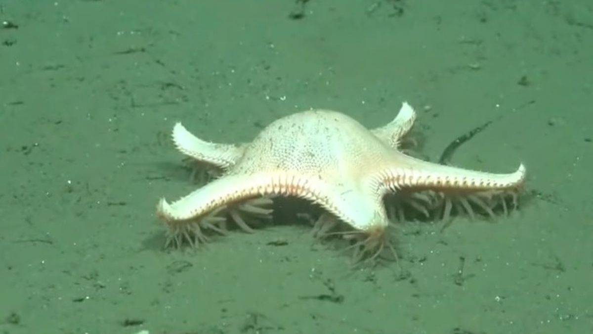 Expedición SUB200: un espejo fascinante en el que mirarnos