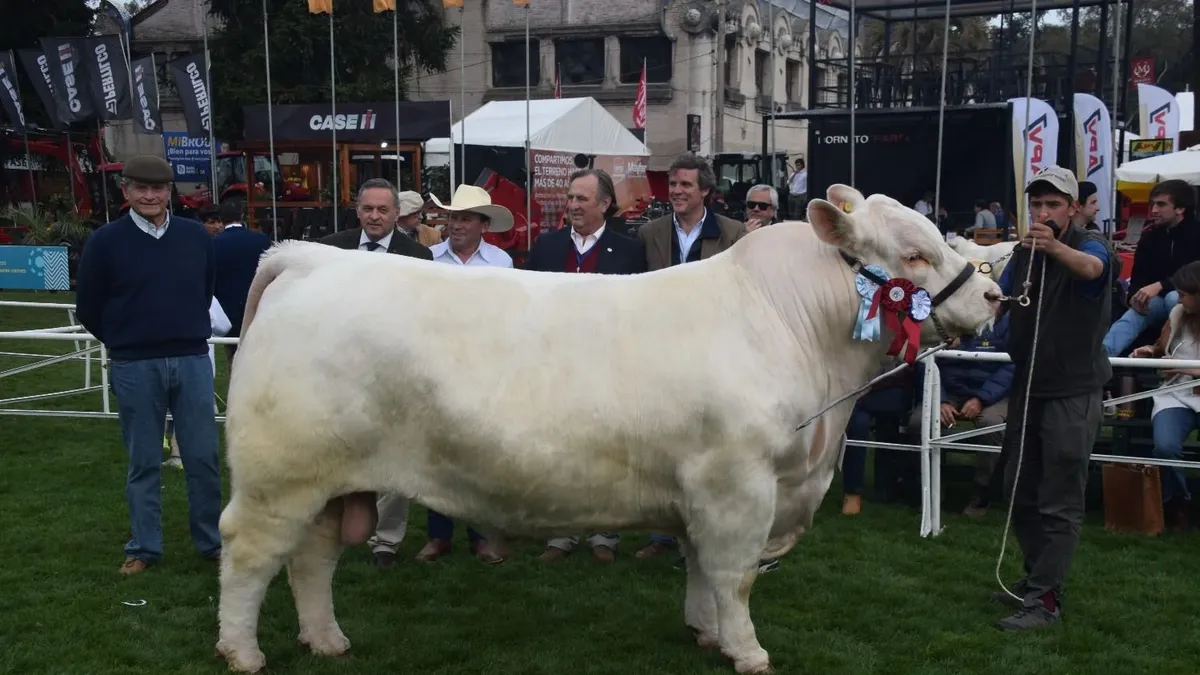 La Legua, de Young, logró el título de Gran Campeón con un torazo en la ...