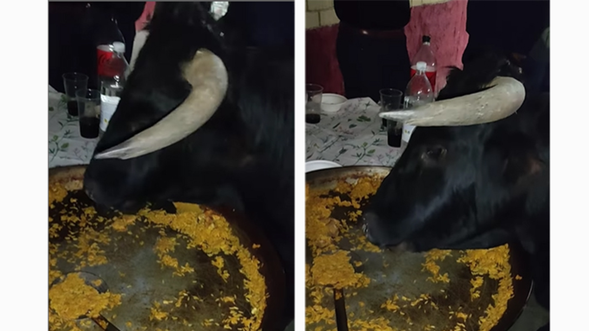 Tamariz: el toro adoptado por un torero en Madrid que mira corridas por TV y come paella
