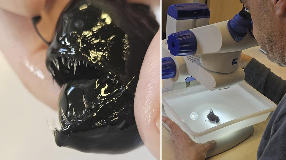 Investigan la muerte del Diablo negro, el pez que llegó a Tenerife y ...