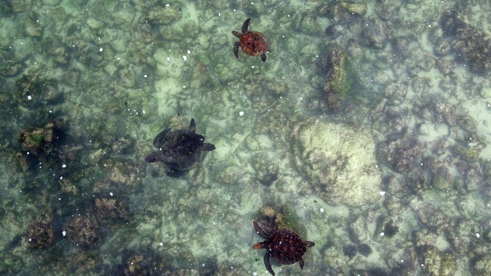 Después de 200 años, volvemos a ver esta especie: el sorpresivo regreso ...