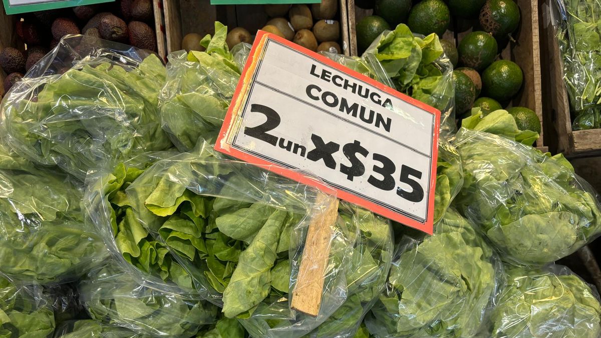 Control De Plagas Y Enfermedades De La Lechuga