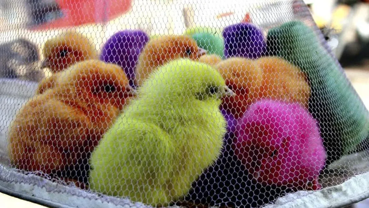 El mundo en imágenes (11/12)