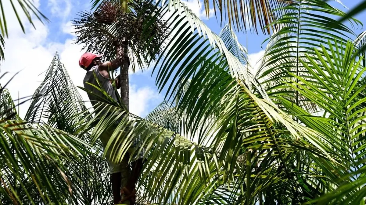 El açaí, una fruta que es boom y amenaza para la Amazonía brasileña