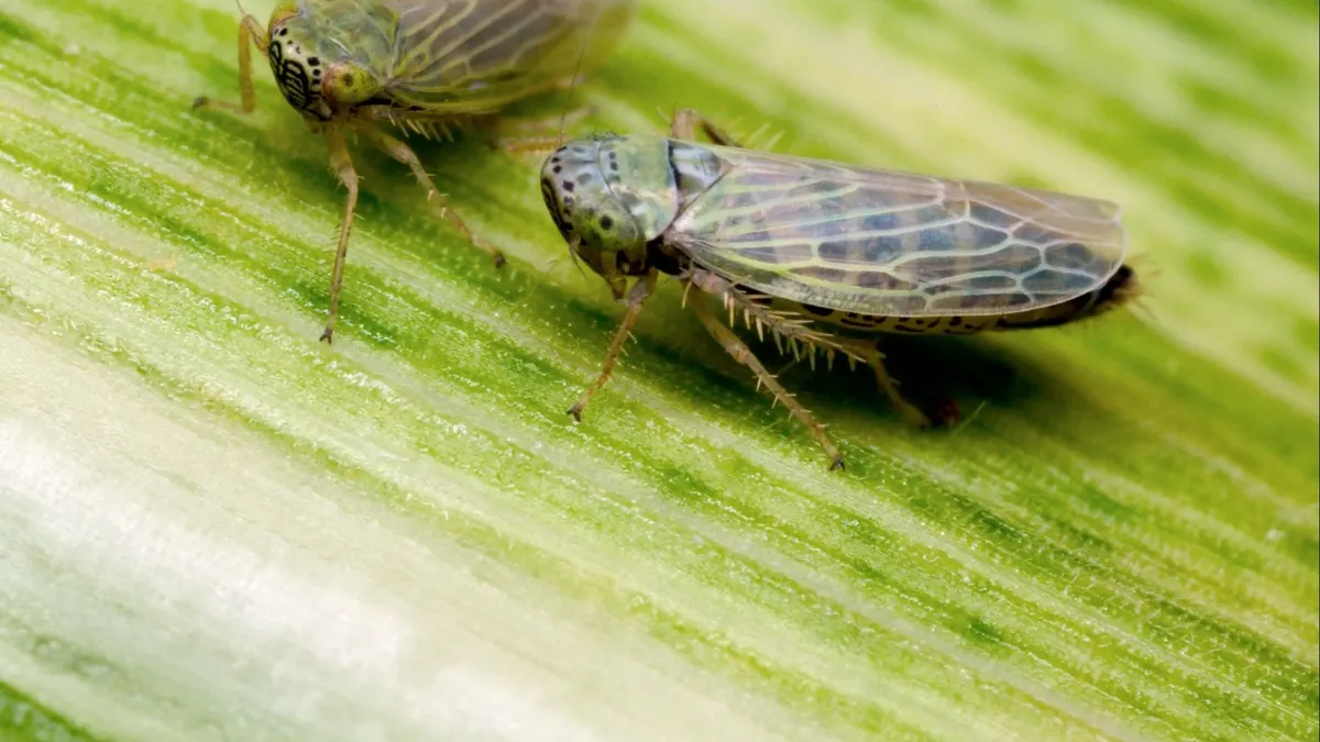 La chicharrita del maíz y un hito en Argentina: investigadores del INTA ...
