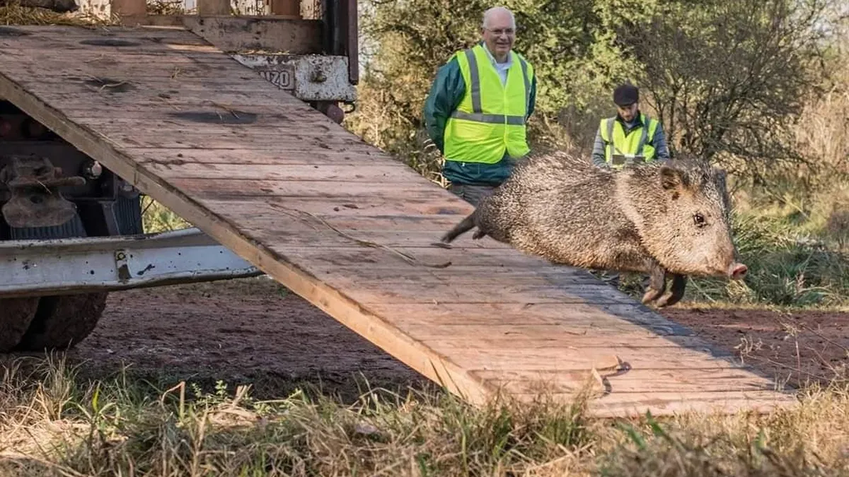 El regreso de los pecaríes tras 100 años de ausencia en Uruguay