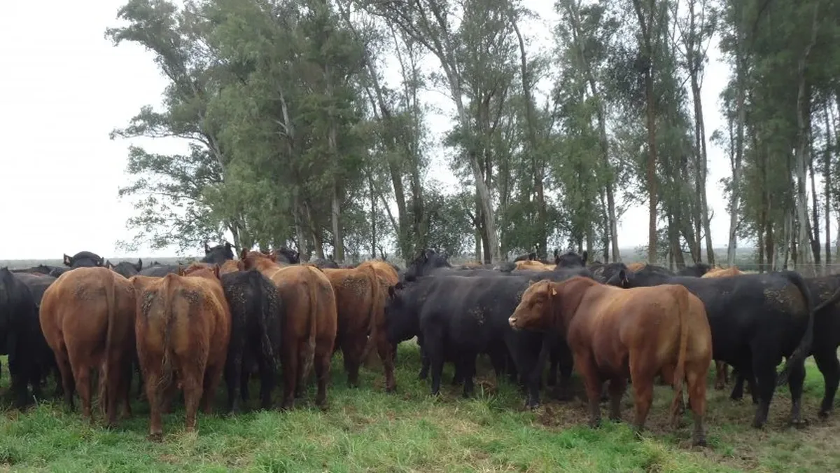El toro de 600 kilos que iba para remate y terminó descuartizado